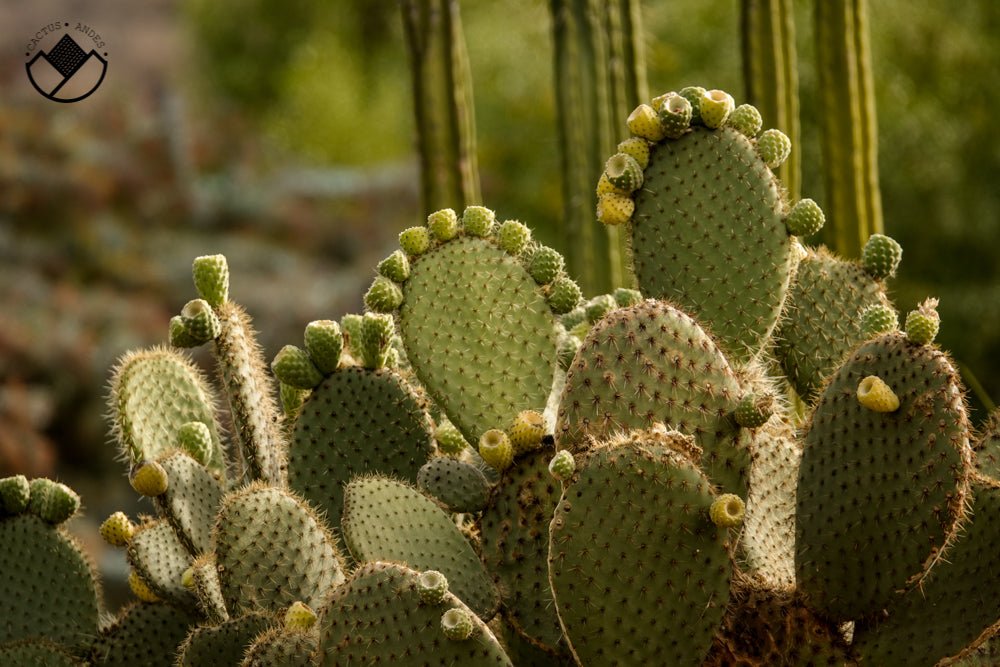 Cactus – cactusandes
