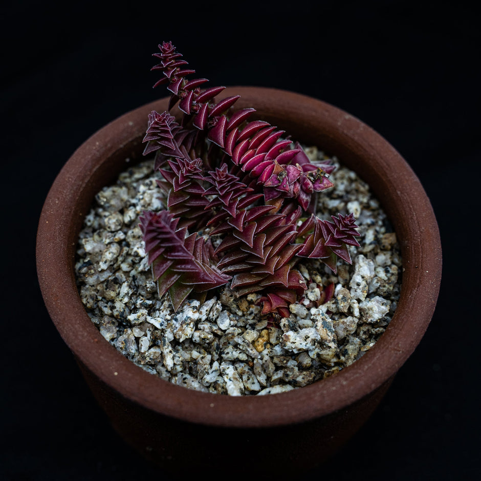 Suculentas – cactusandes