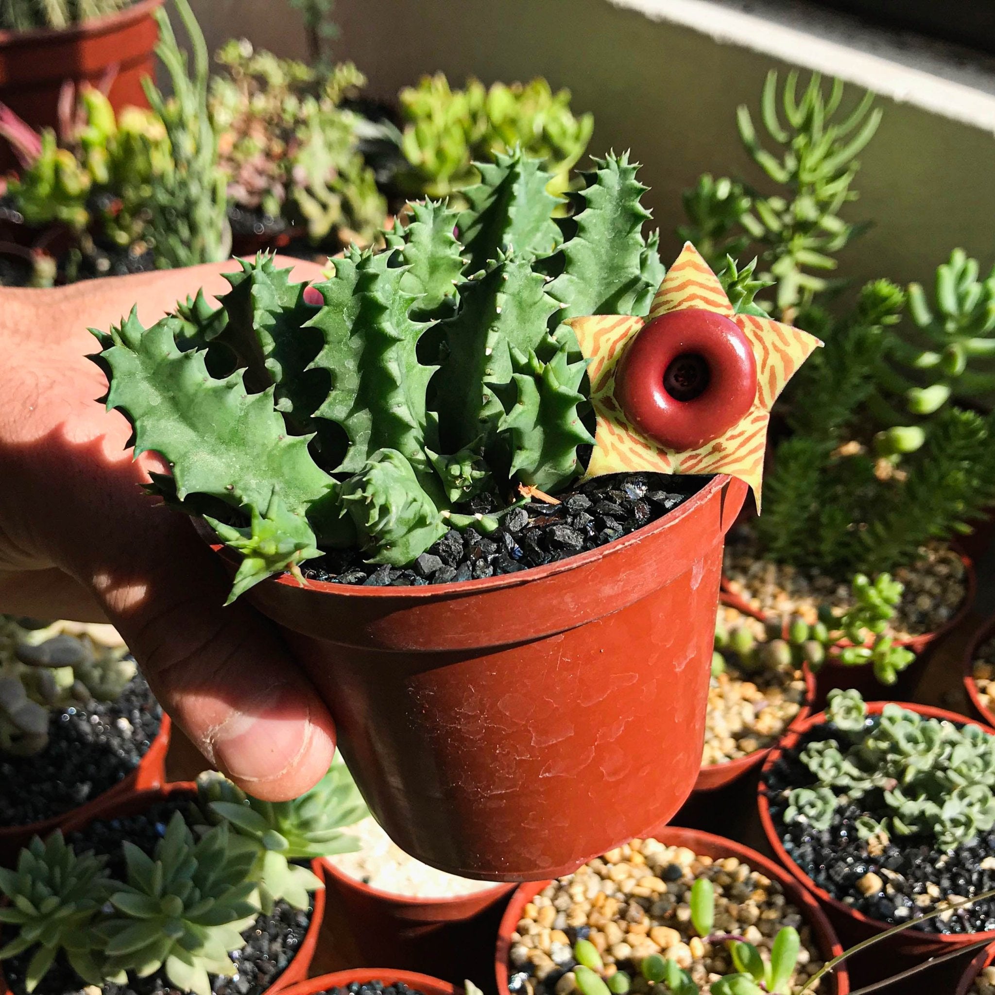 Huernia zebrina – cactusandes