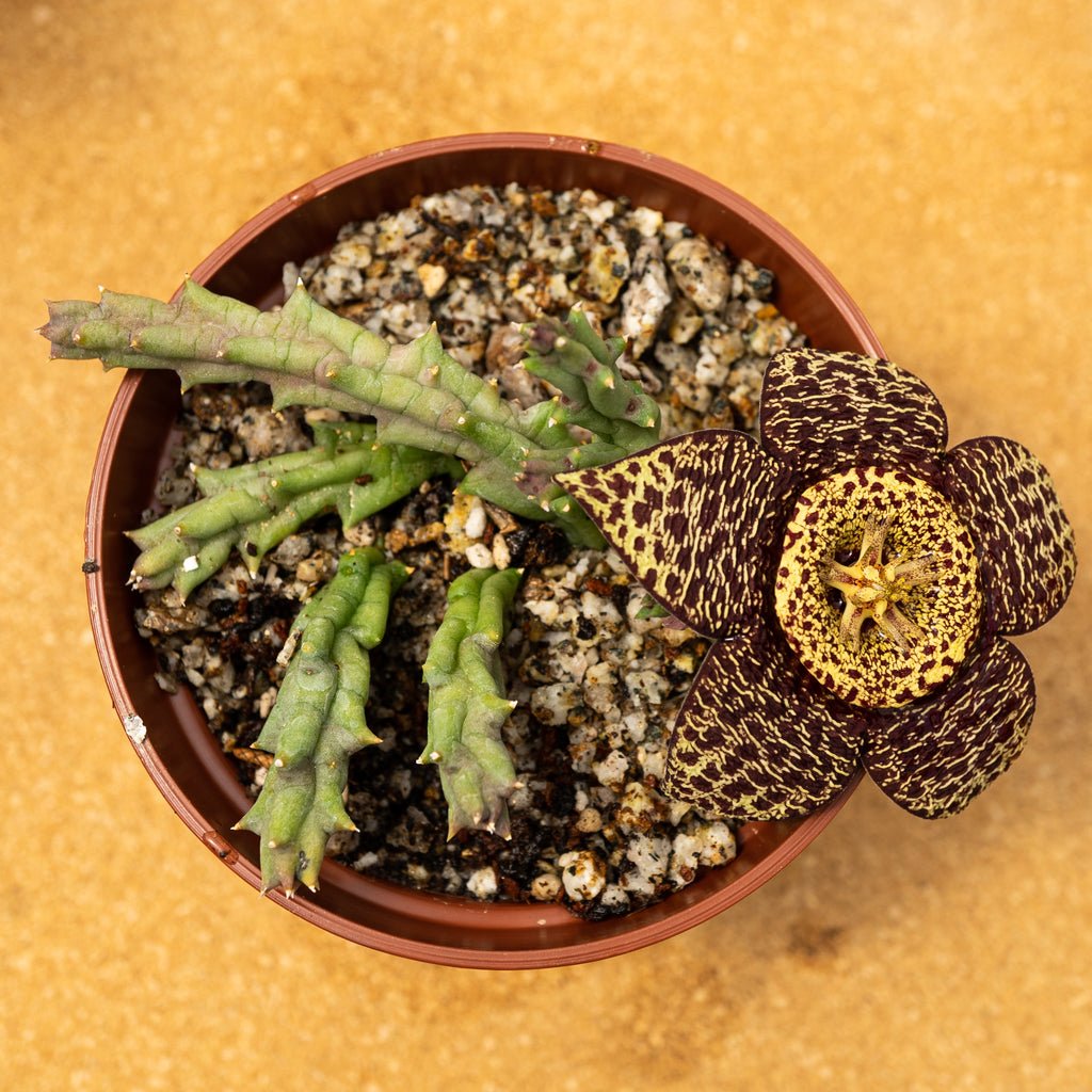 Orbea variegata – cactusandes