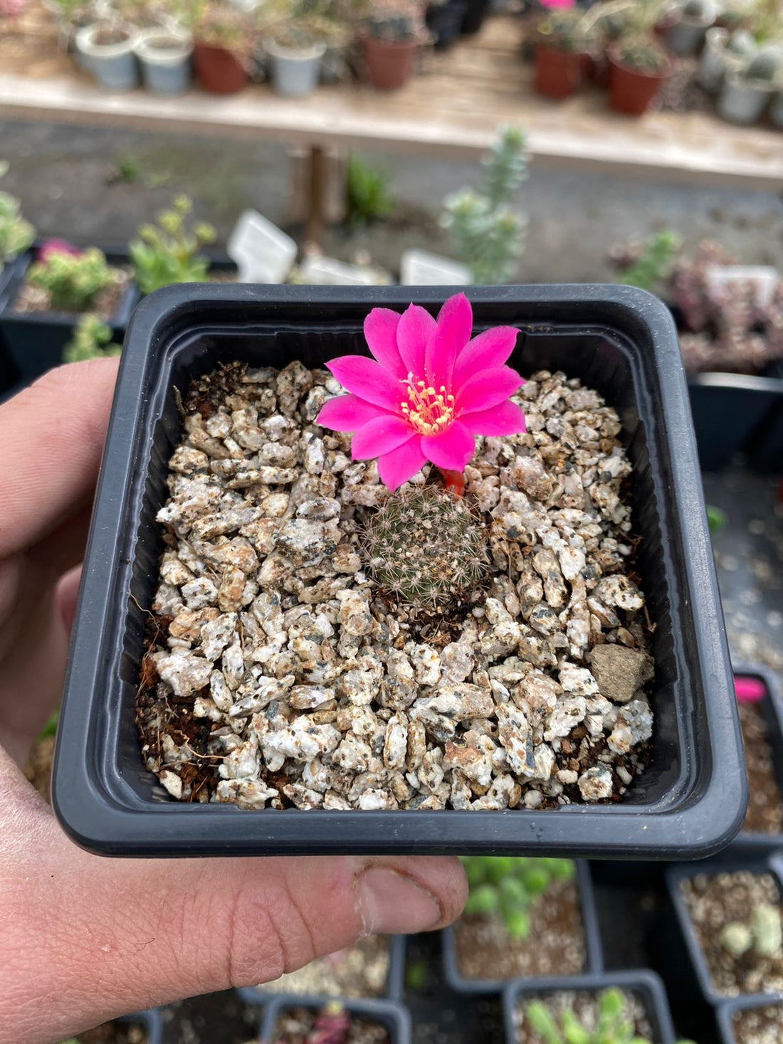 Rebutia minuscula var. violaciflora – cactusandes