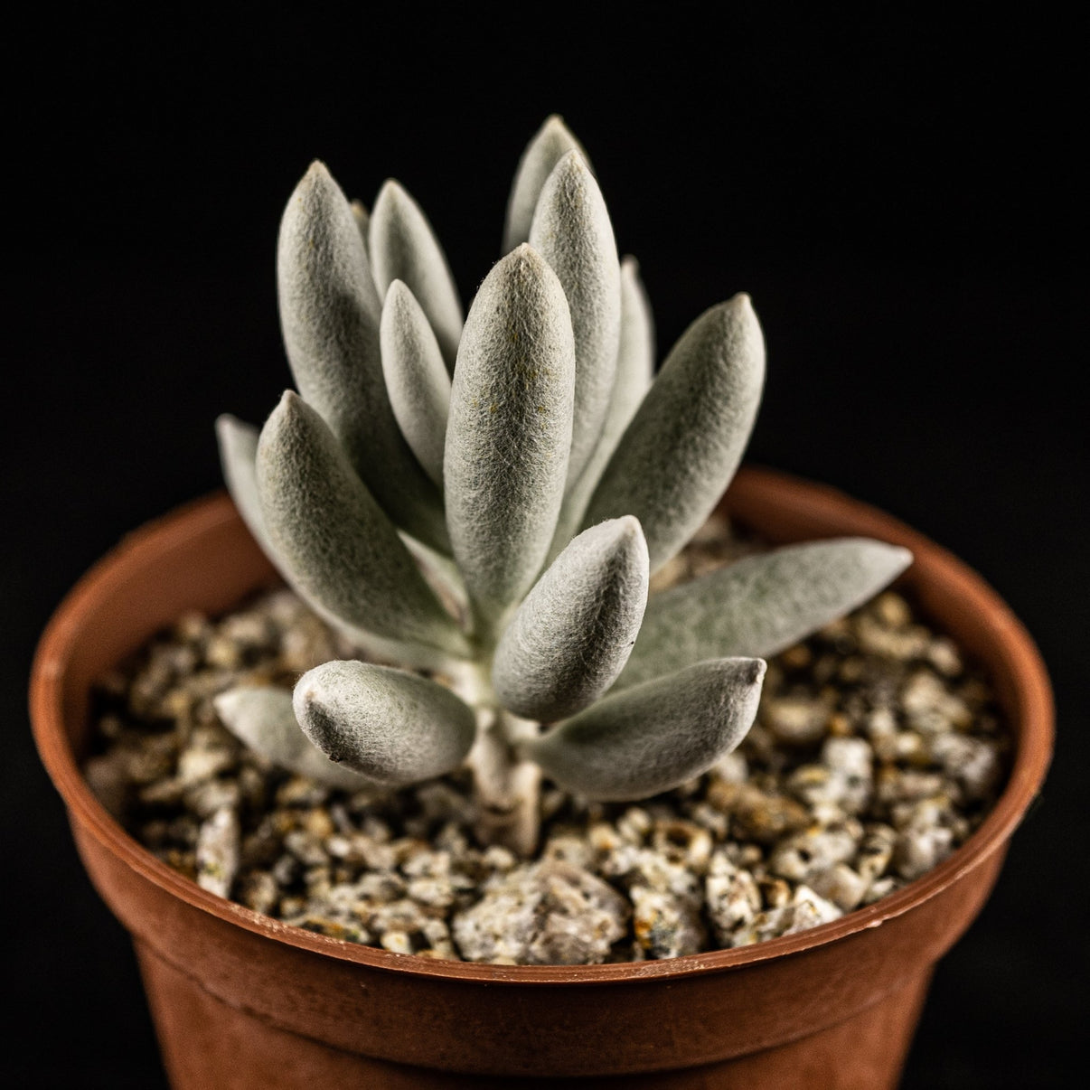 Senecio haworthii – cactusandes